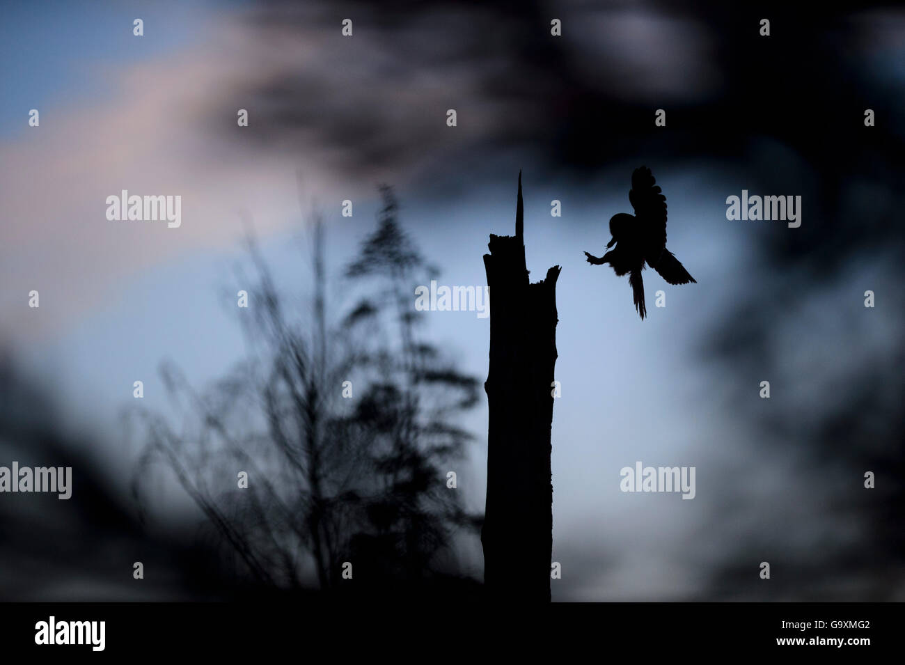 Male Ural owl (Strix uralensis) flying to nest to feed female, Southern ...