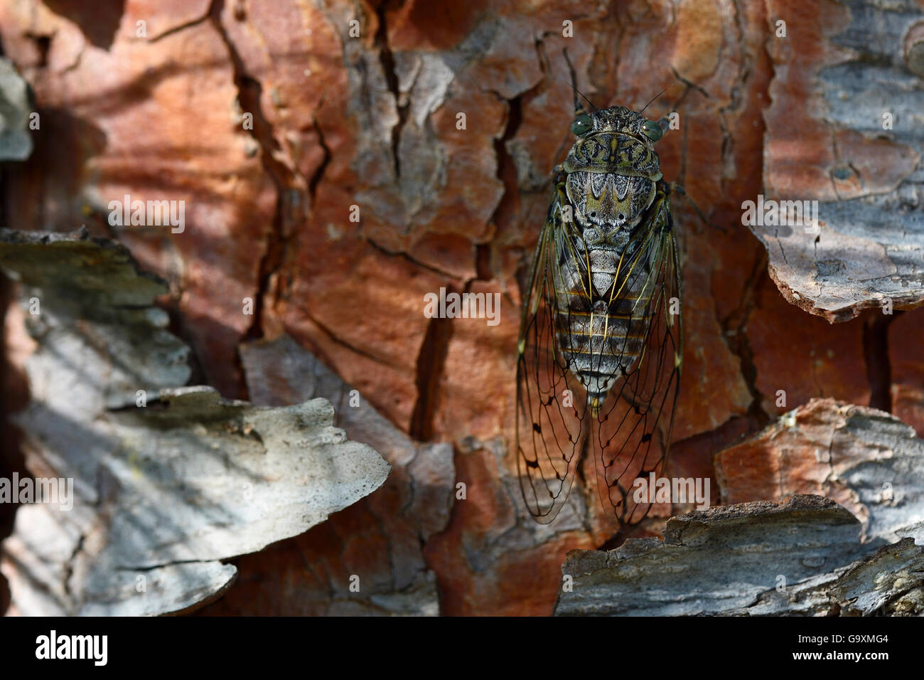 Cicada (Tibicen haematodes) on tree trunk, Aude, France, July Stock ...