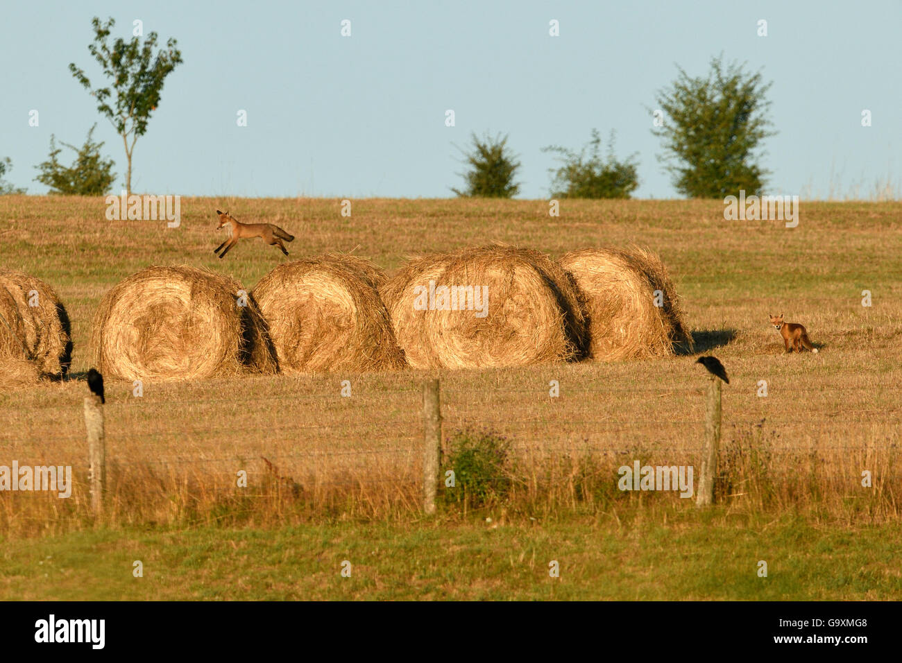 Red fox (Vulpes vulpes) juvenile leaping over hay bales, with another ...