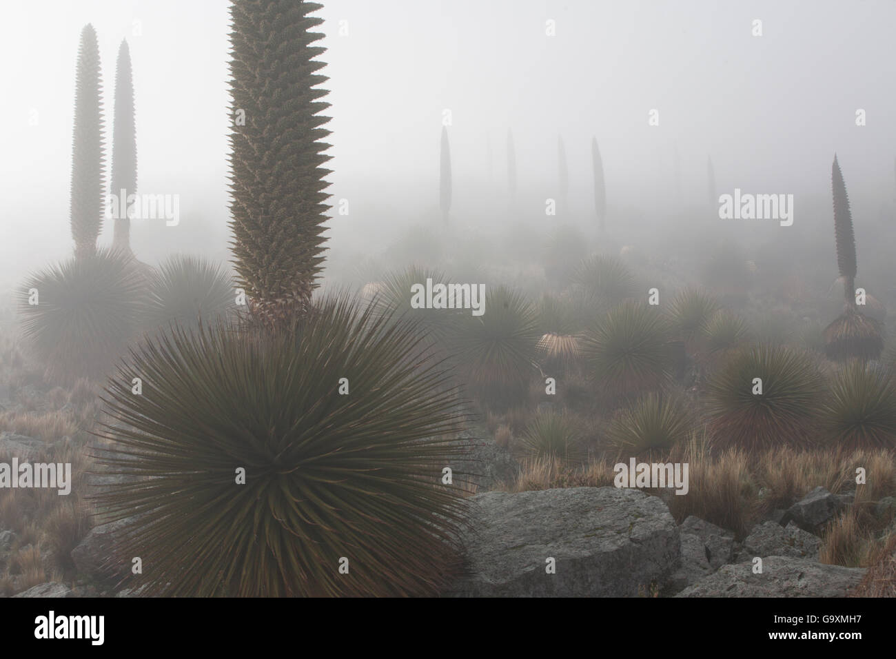 Puya raimondii hi-res stock photography and images - Alamy