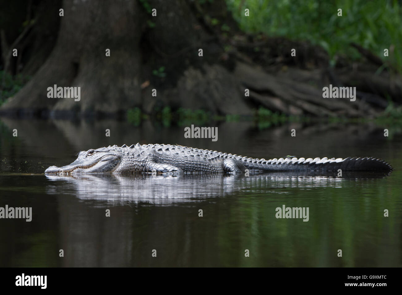 Alligators Mississippi River at Katie Felton blog