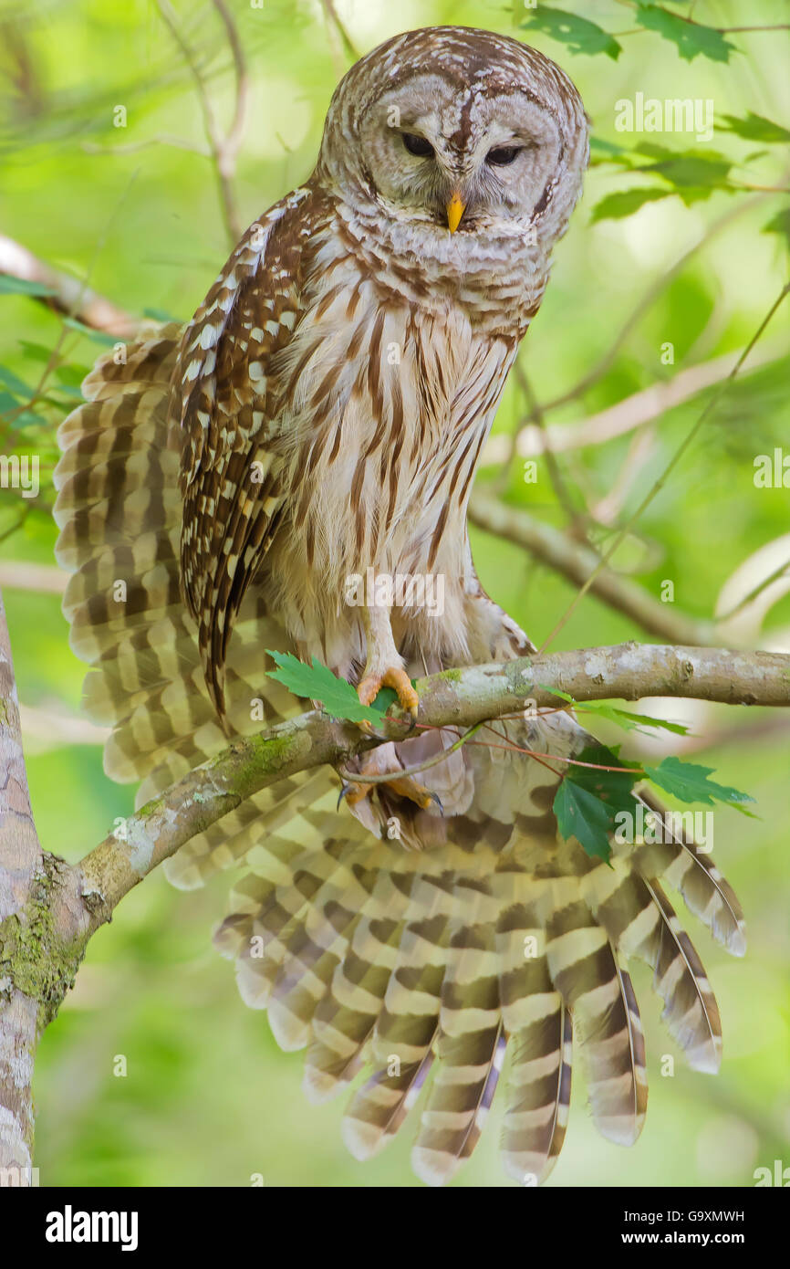 Barred owl (Strix varia) stretching wings, Corkscrew Swamp Audubon ...