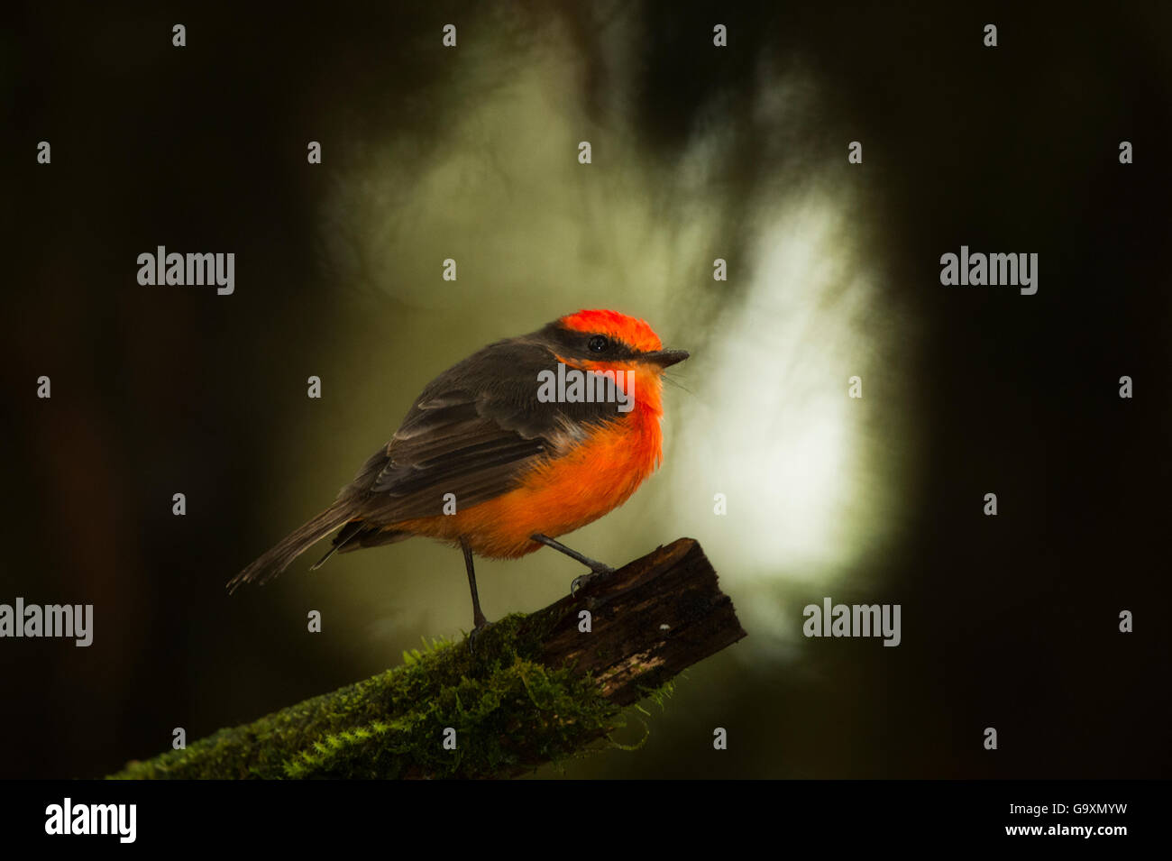 Vermilion flycatcher (Pyrocephalus rubinus nanus) perched on branch ...