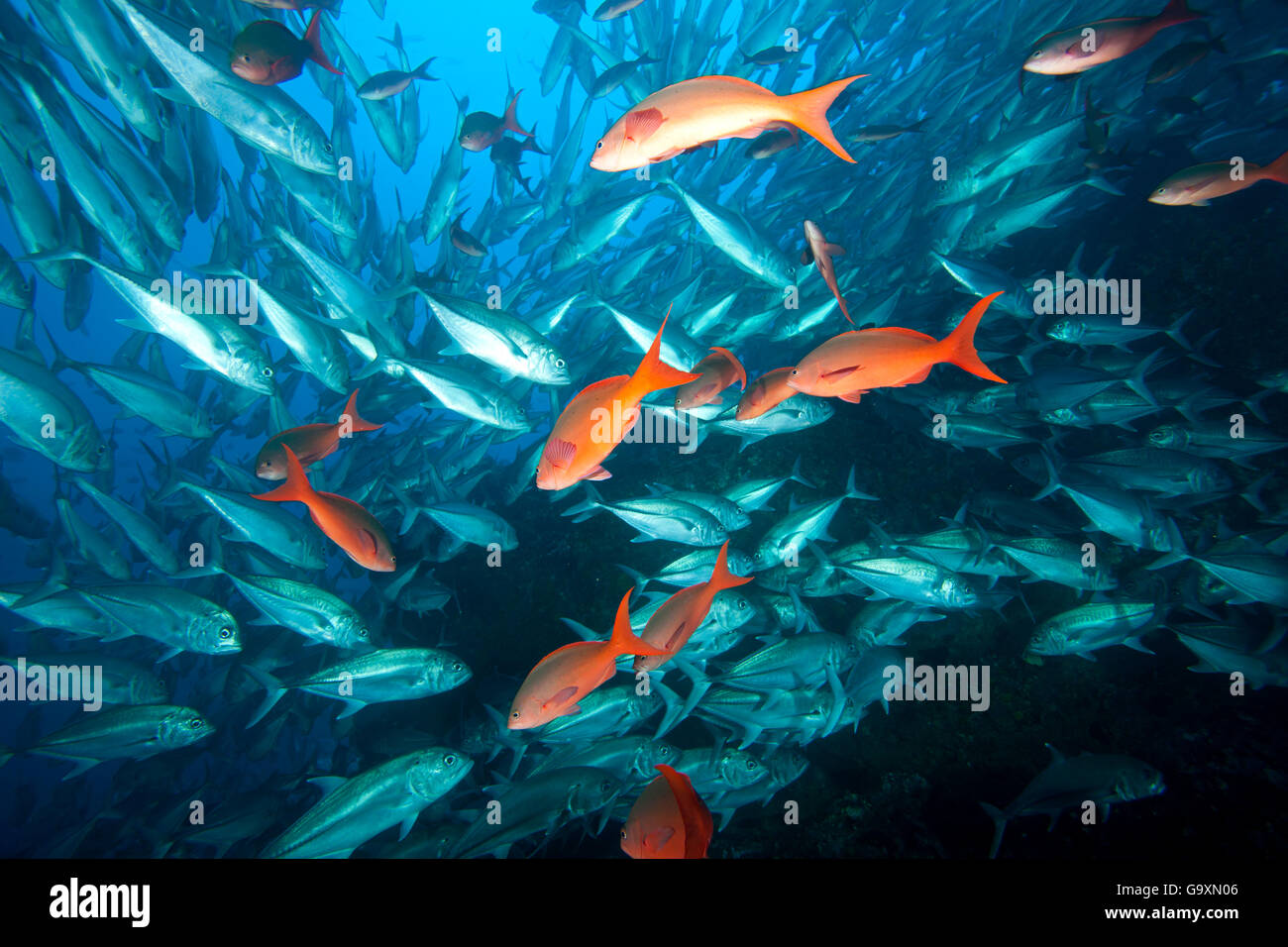 Creole fishes hi-res stock photography and images - Alamy