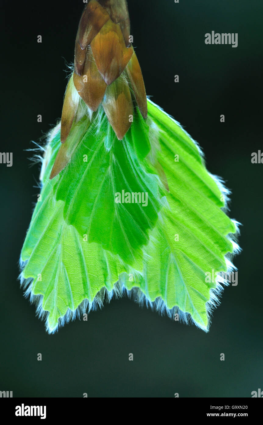 Beech (Fagus sylvatica) bud breaking in spring, close up, Dorset, UK ...