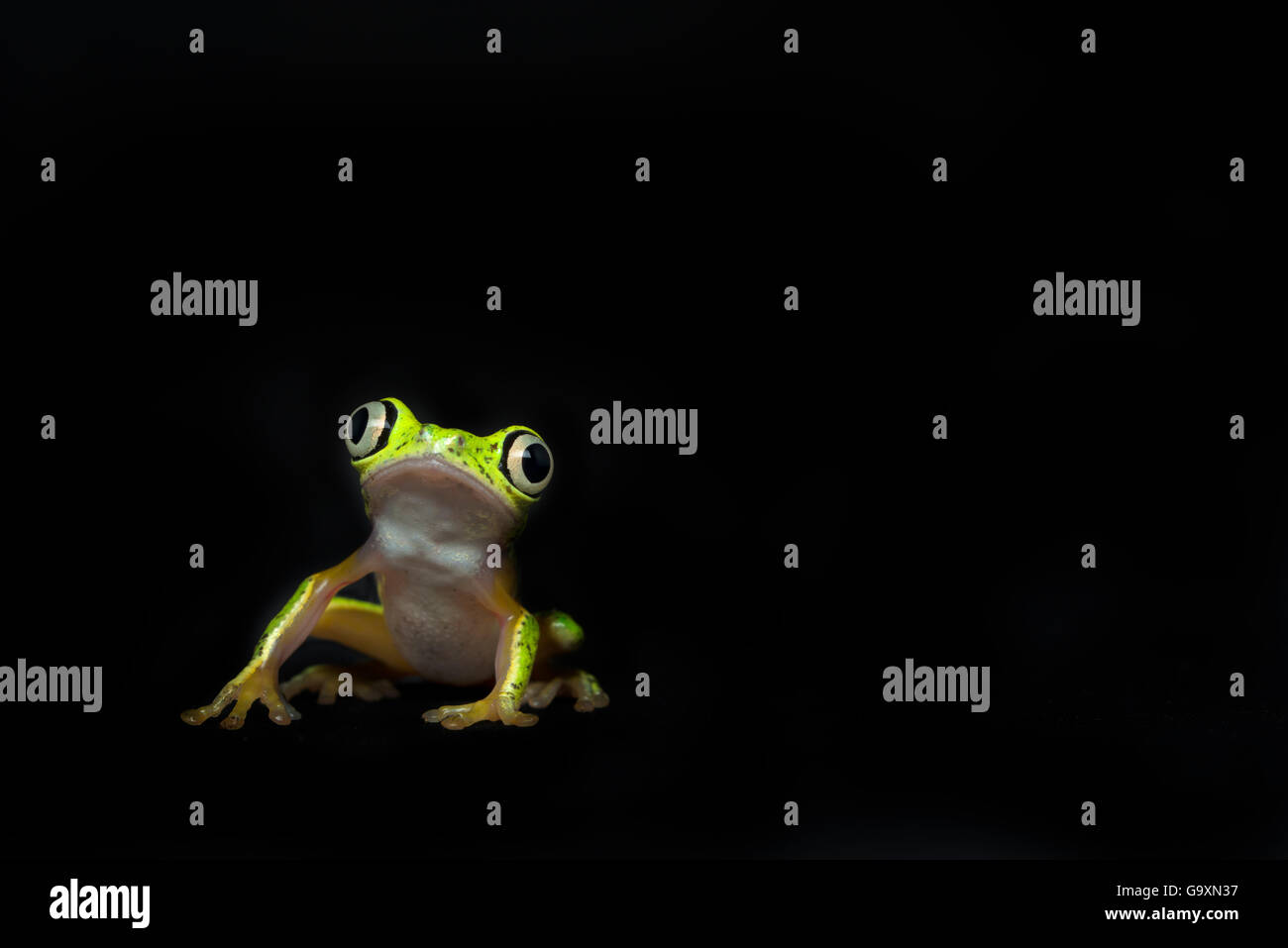 Lemur tree frog hi-res stock photography and images - Alamy