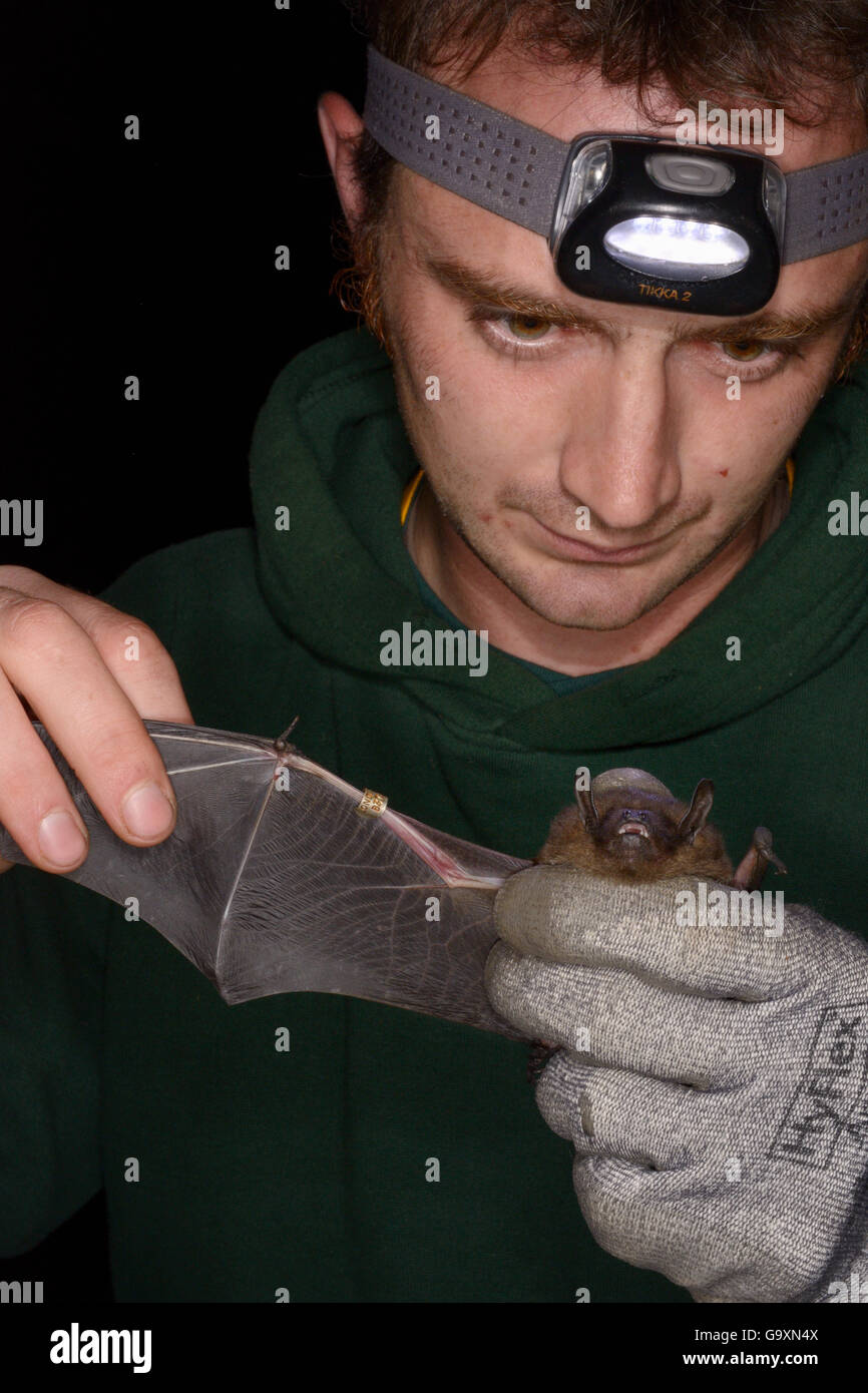 James Shipman inspecting a Serotine bat (Eptesicus serotinus) with a ...
