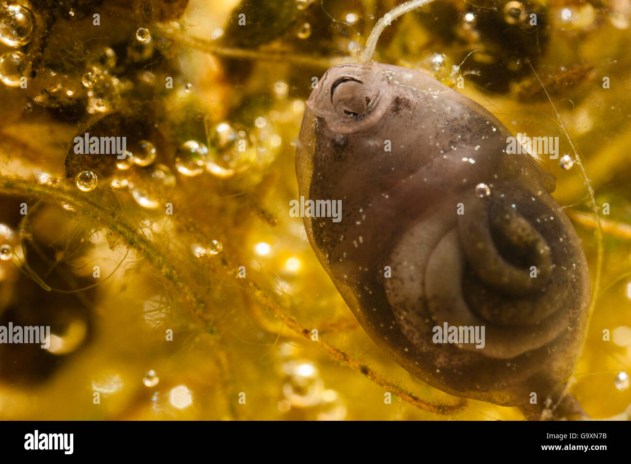 Common frog (Rana temporaria) tadpole, during early stages the tadpole ...