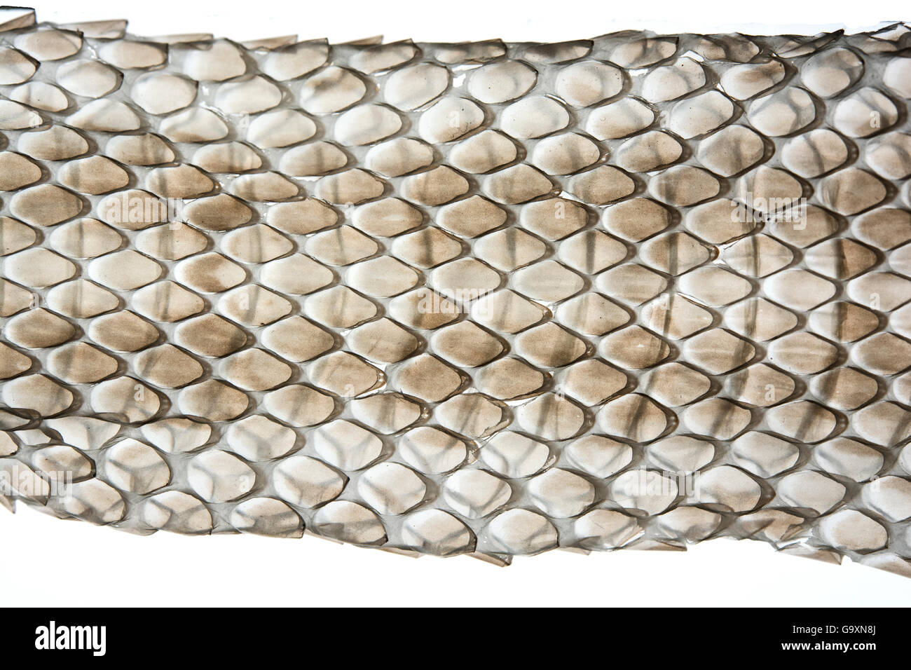 Adder (Vipera berus) shed skin showing patterns of the scales, Surrey ...