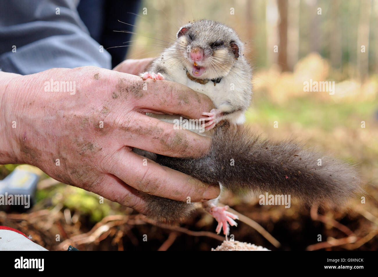 Sleepy, radio-collared Edible / Fat Dormouse (Glis glis) excavated from ...