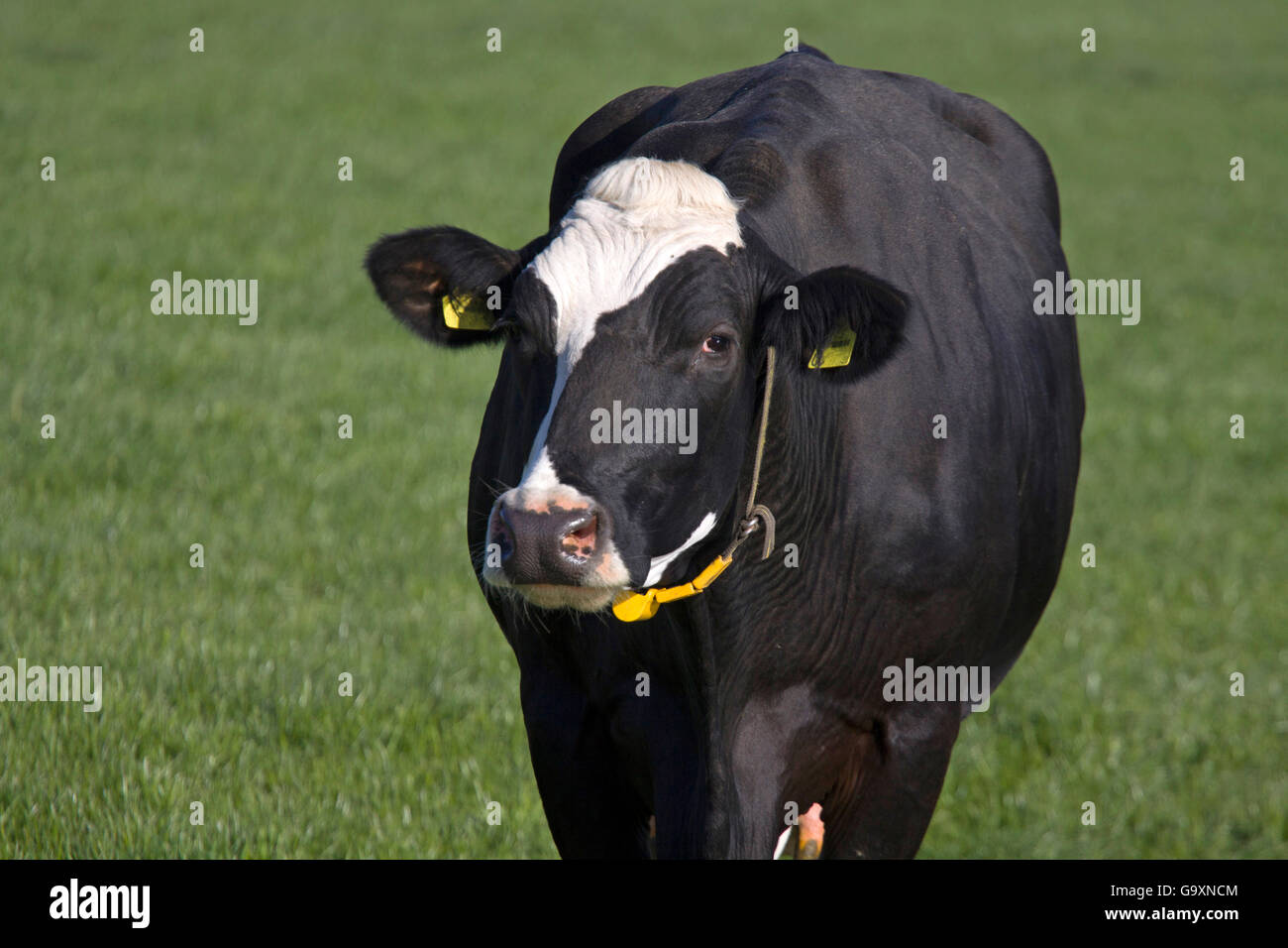 Dutch cattle hi-res stock photography and images - Alamy