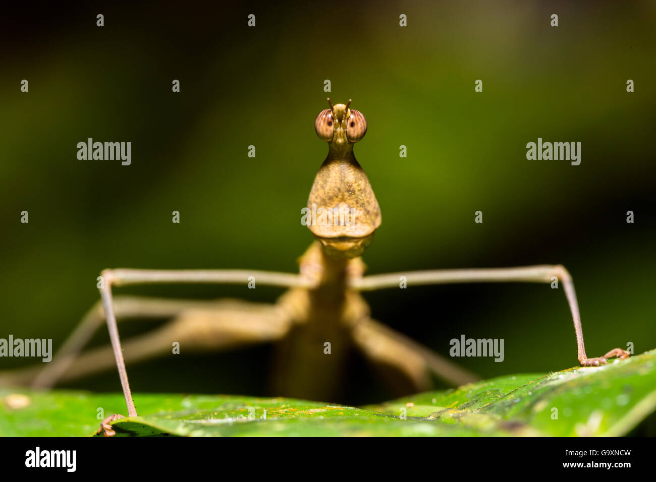 Grasshopper jumping hi-res stock photography and images - Alamy