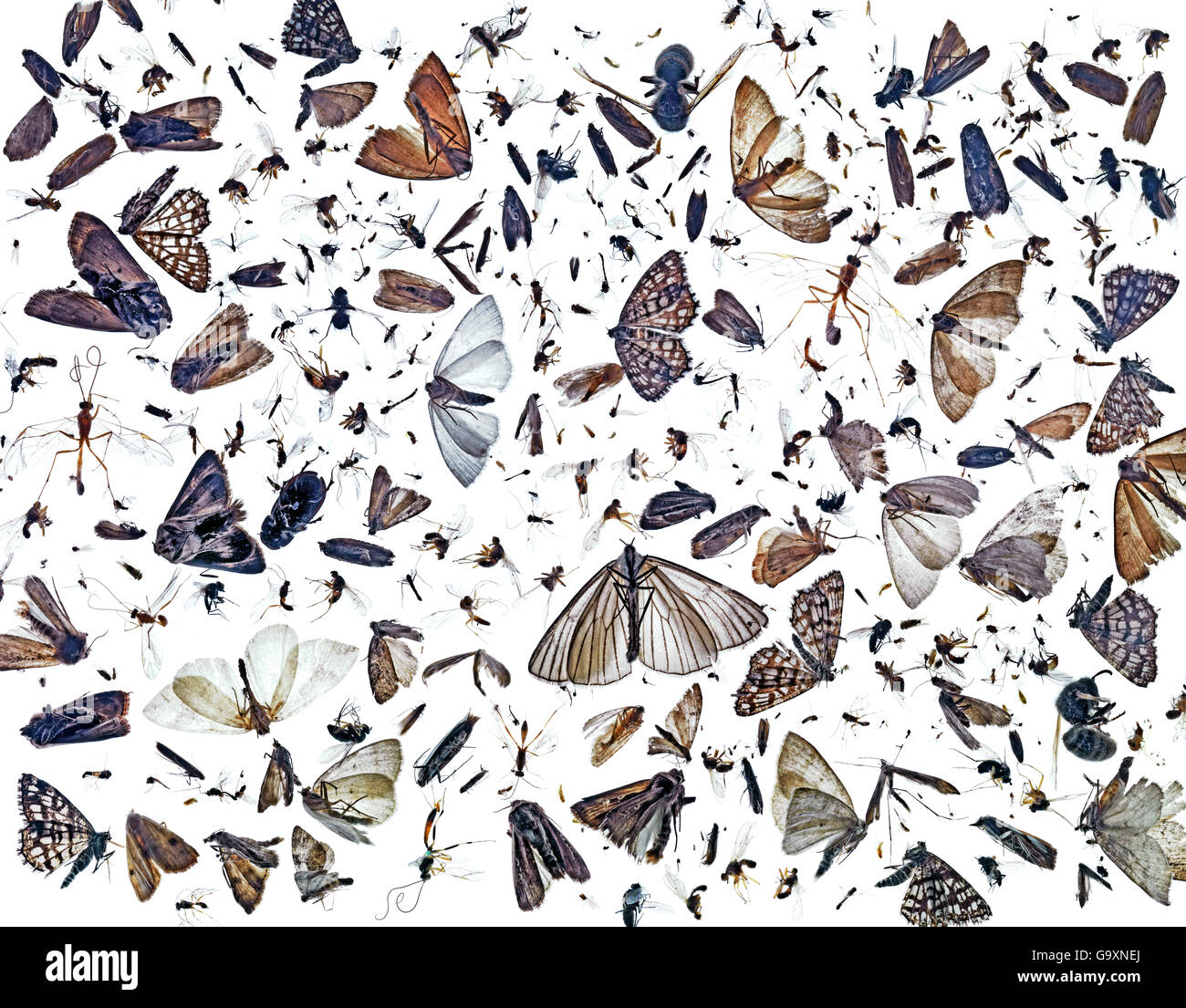 Insect Diversity High Resolution Stock Photography and Images - Alamy
