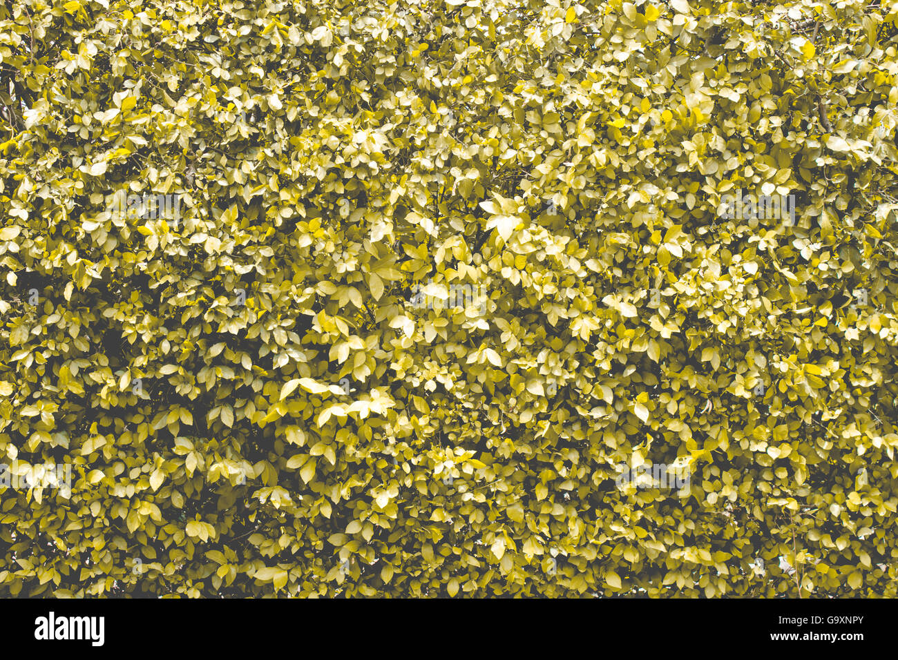 leaf wall in garden Stock Photo - Alamy
