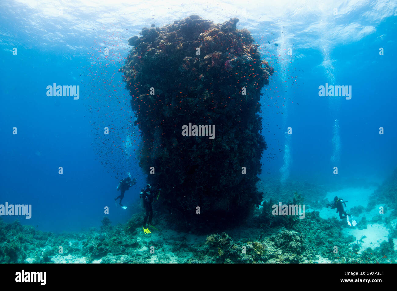 Coral reef covered pinnacle with scuba divers. Egypt, Red Sea Stock ...