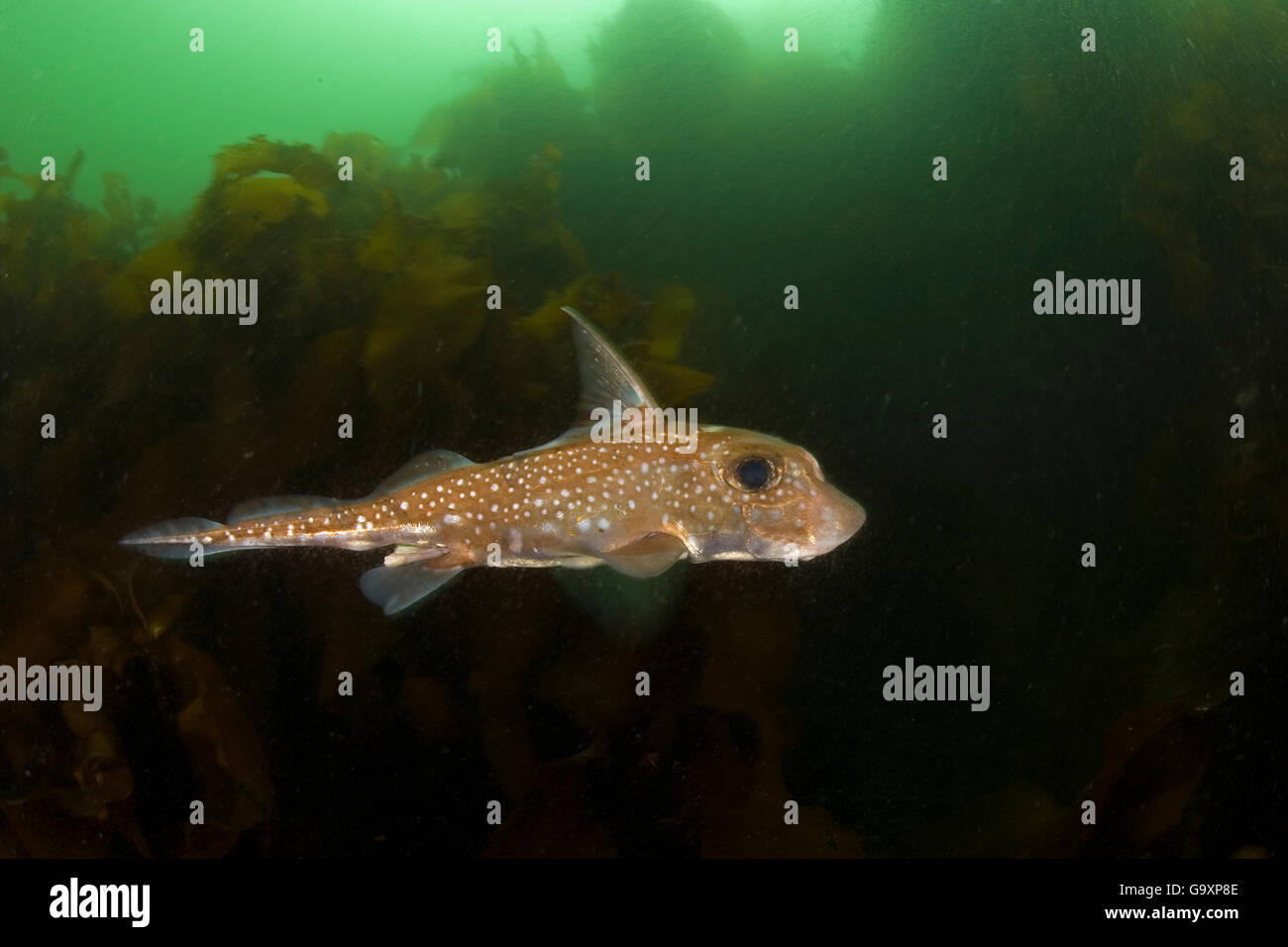 Spotted ratfish (Hydrolagus colliei) Vancouver Island, British Columbia ...
