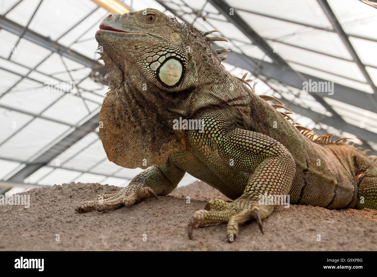 Big iguana on the front - Nature picture Stock Photo - Alamy