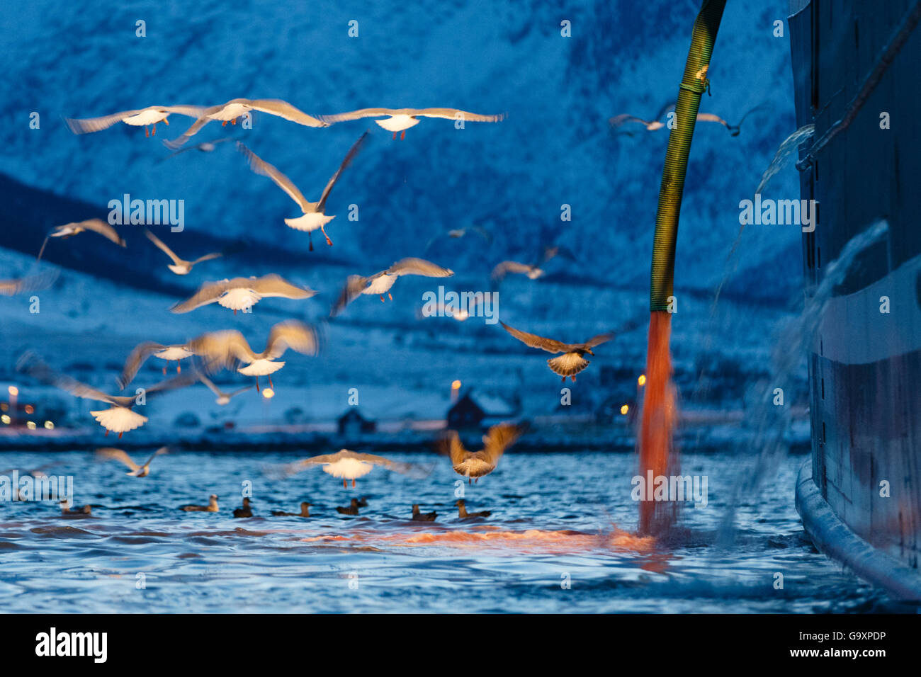 Blood in water hi-res stock photography and images - Alamy