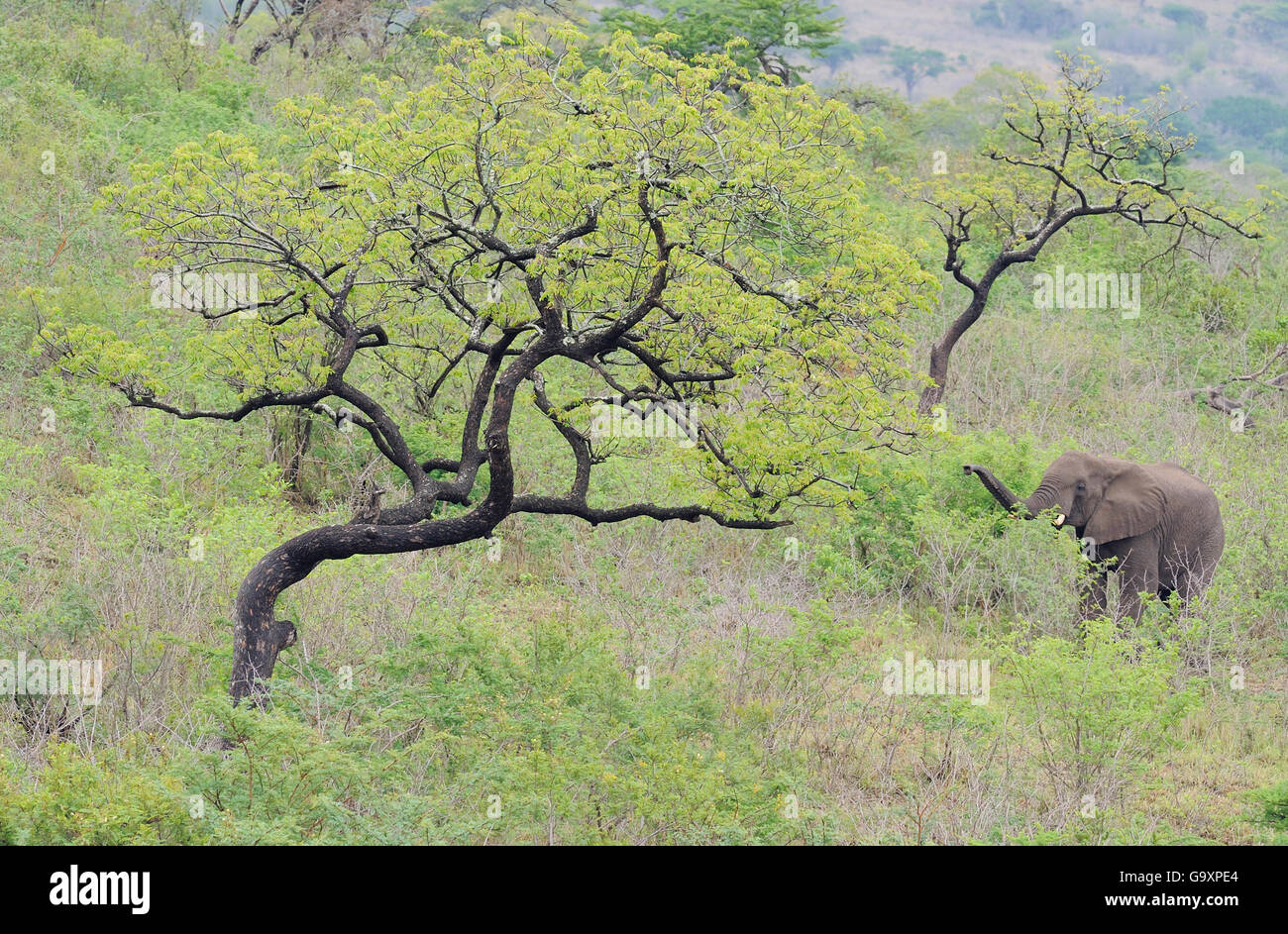 Elephant tree branch hi-res stock photography and images - Alamy