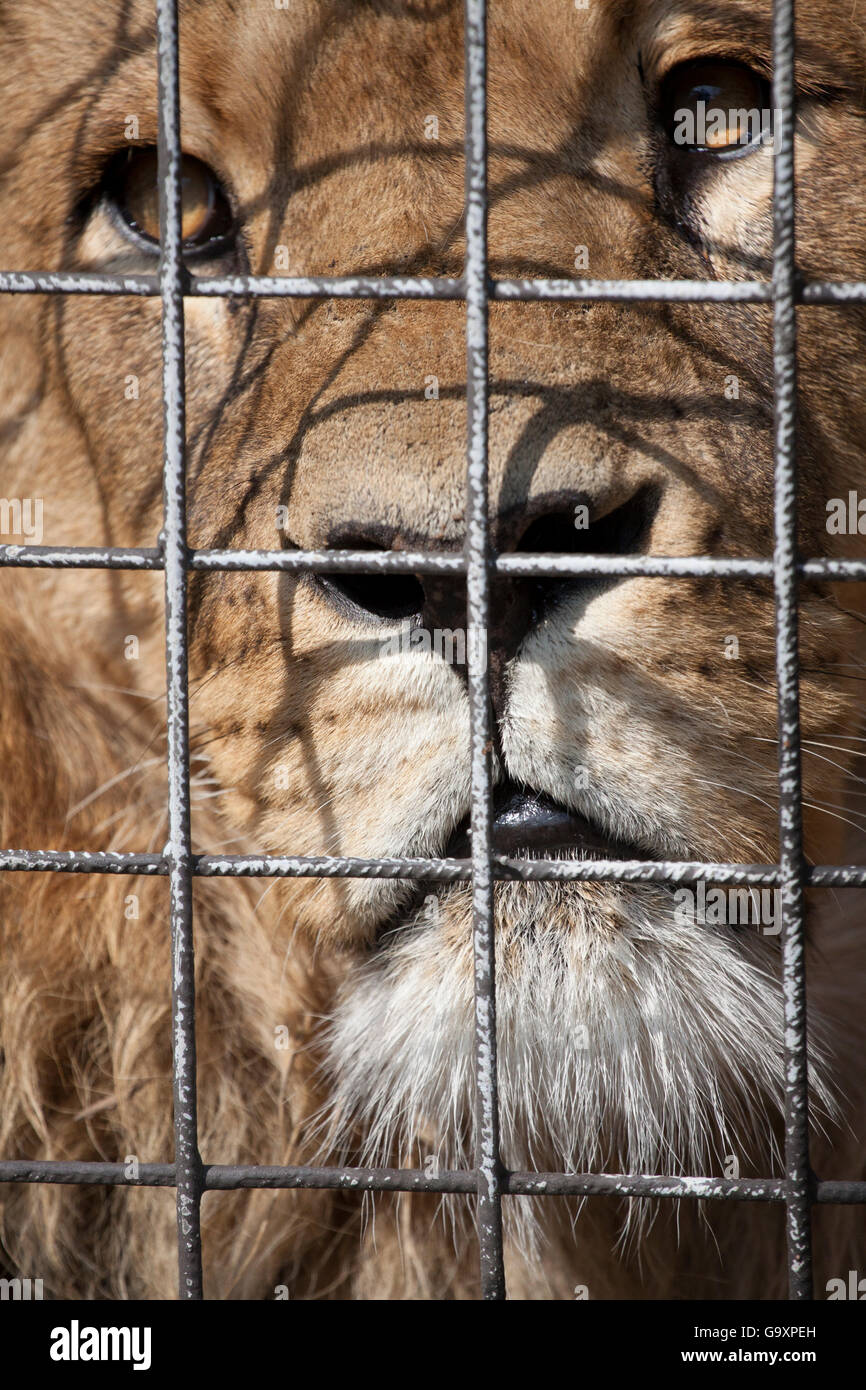 Dangerous lion hi-res stock photography and images - Alamy