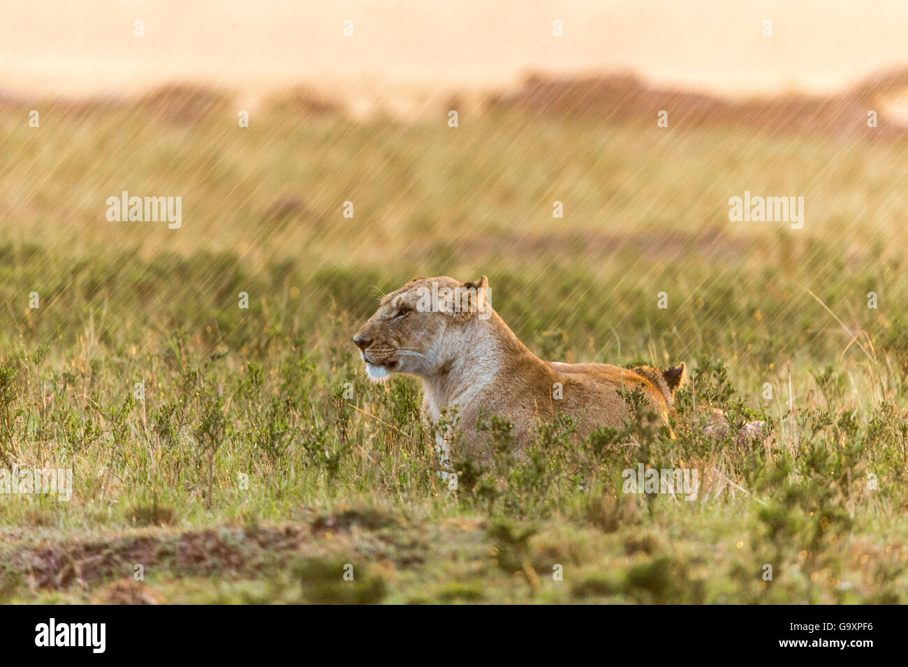 Lioness and cubs in rain hi-res stock photography and images - Alamy