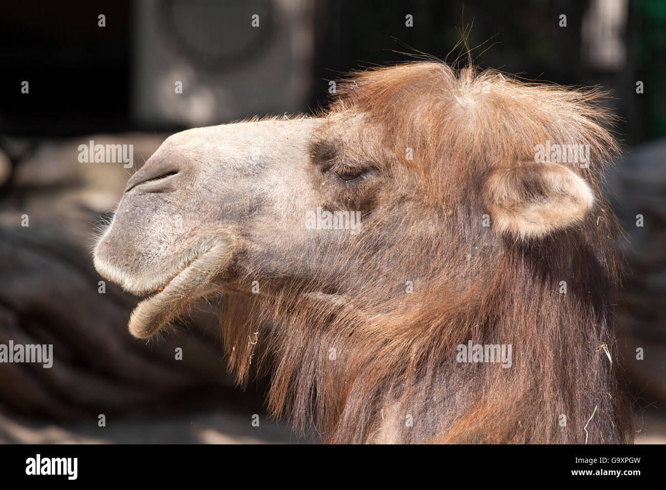Camel front face hi-res stock photography and images - Alamy
