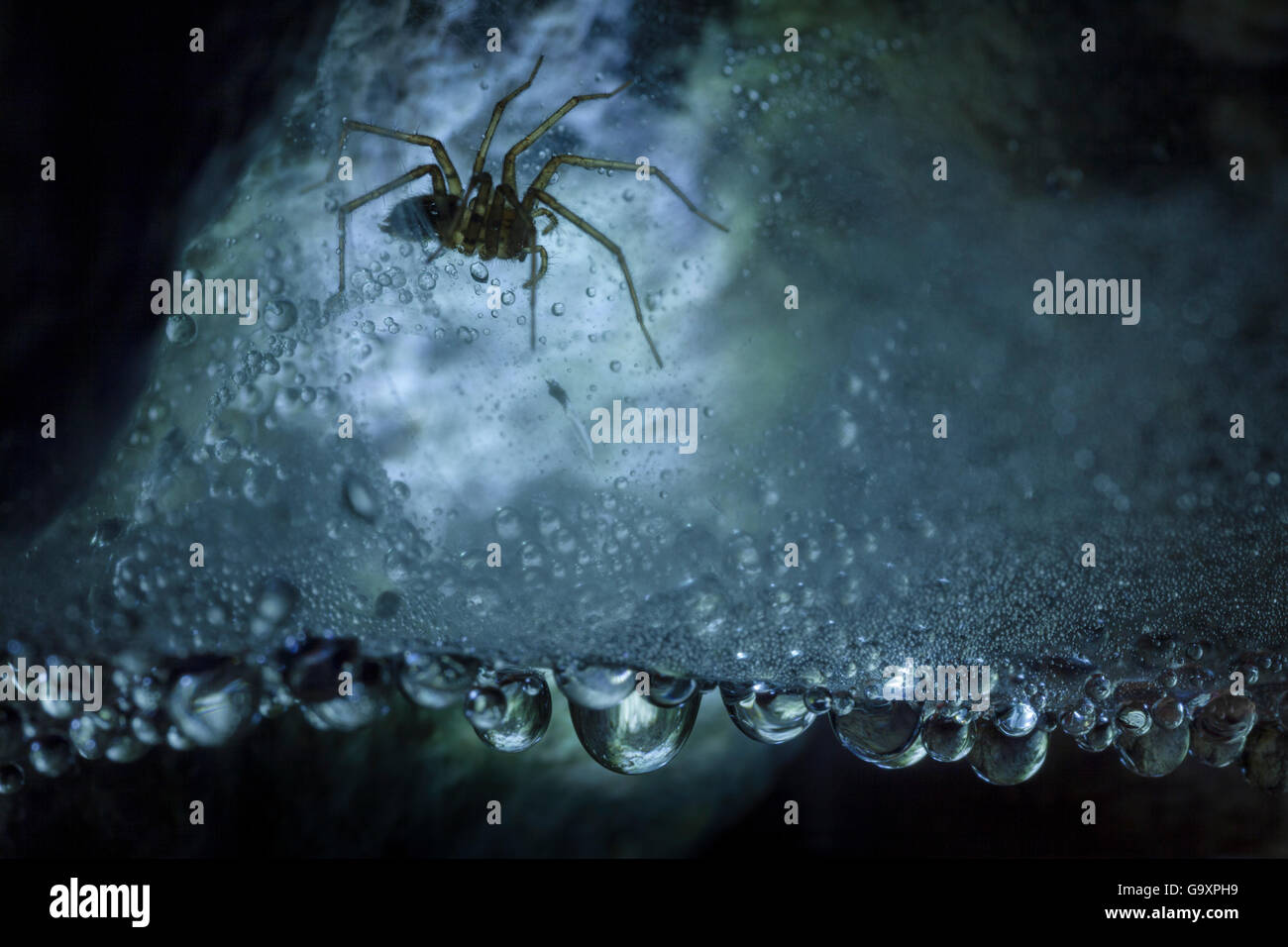 Spider (Tegenaria sp.) in dew-covered web in limestone cave, Plitvice ...