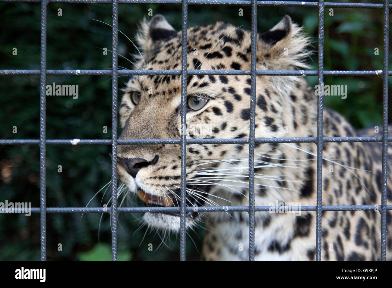 Closeup photo of a beautiful panther in the zoo Stock Photo - Alamy