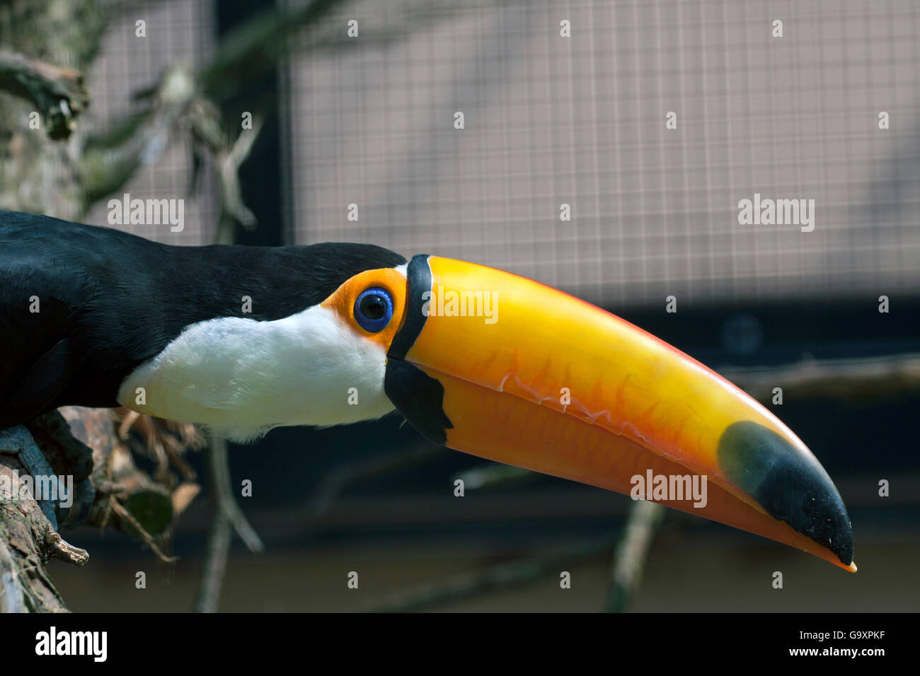 Closeup photo of a toecan bird. - Nature picture Stock Photo - Alamy
