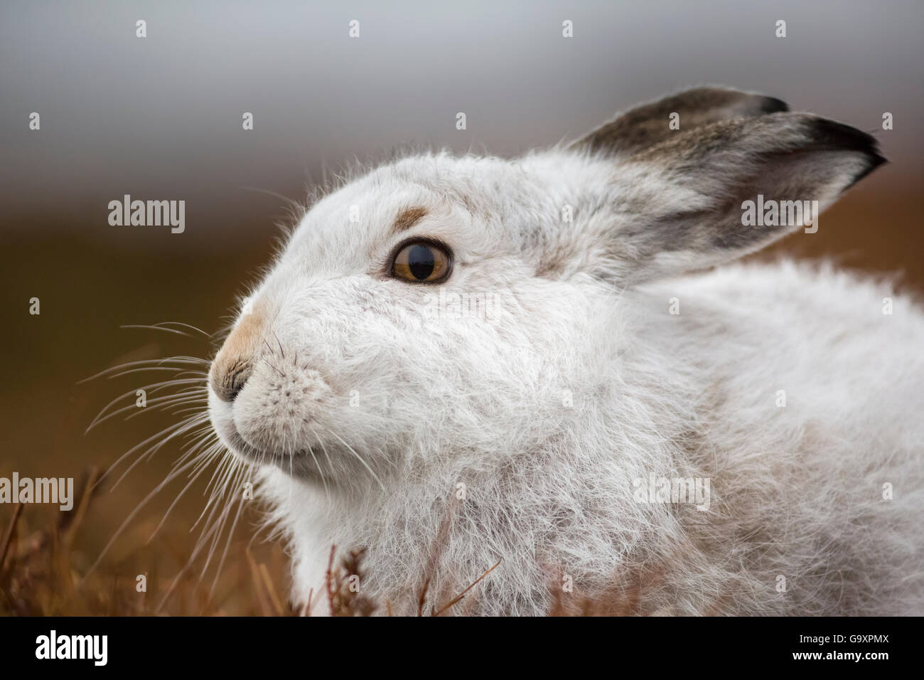 Hare side profile hi-res stock photography and images - Alamy