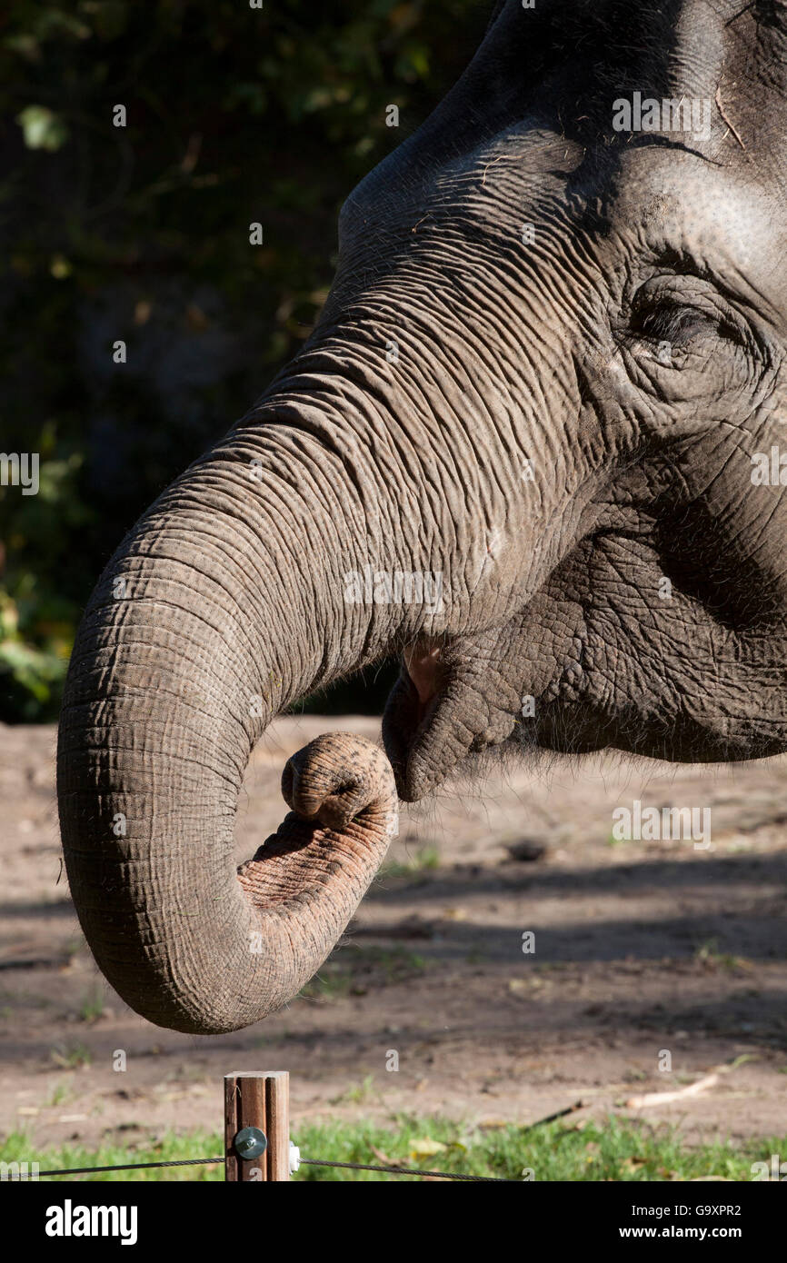 African elephant trunk tip hi-res stock photography and images - Alamy