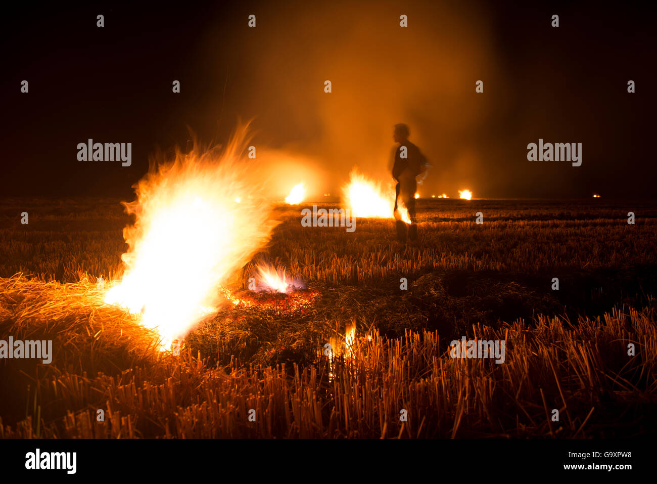 Burning of rice field after harvest, Camargue, France, October Stock ...
