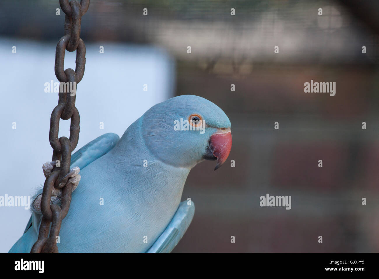 Grey Indian Ringneck