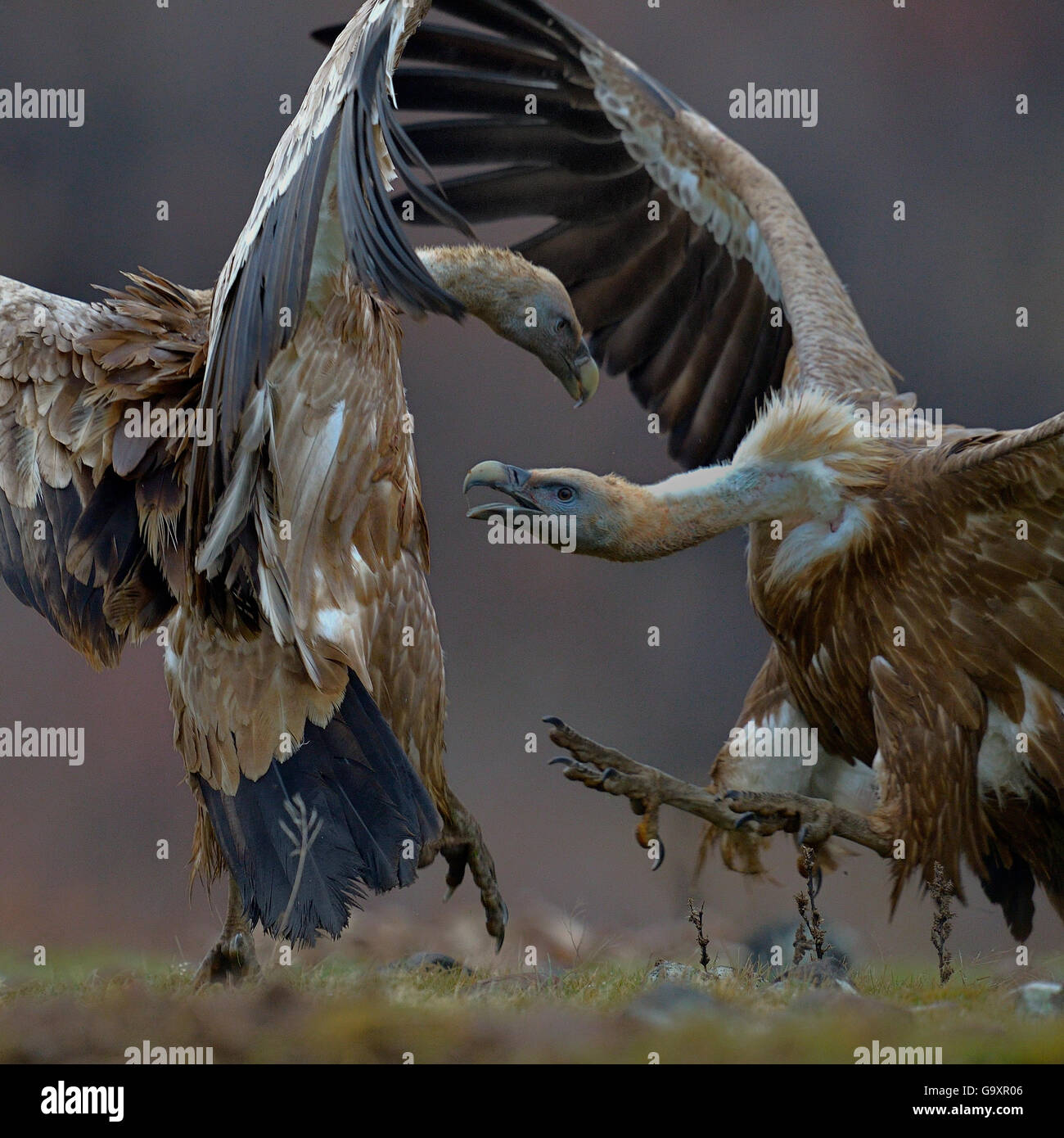 Vulture fighting hi-res stock photography and images - Alamy