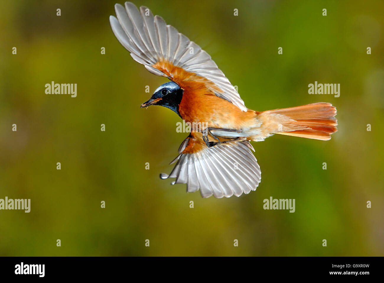 Male common redstart flying hi-res stock photography and images - Alamy