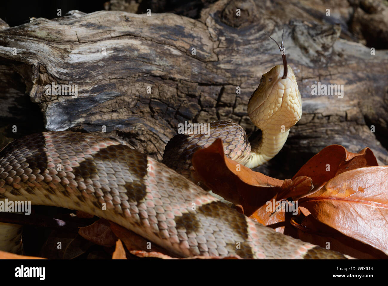Fer de lance bothrops atrox hi-res stock photography and images - Alamy