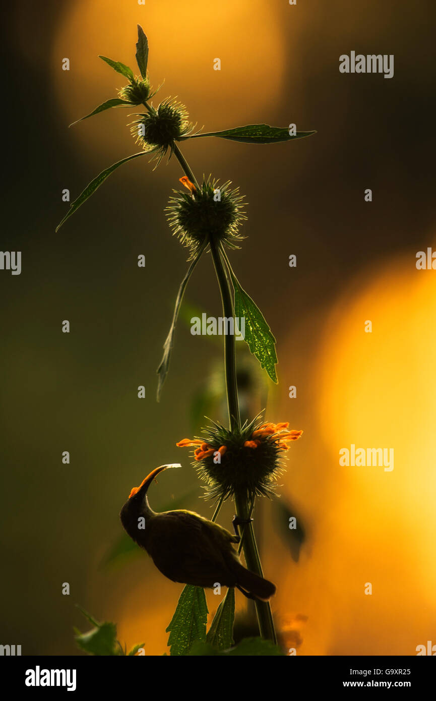 Red-chested Sunbird (Cinnyris erythrocercus) backlit on flower, Rwanda ...