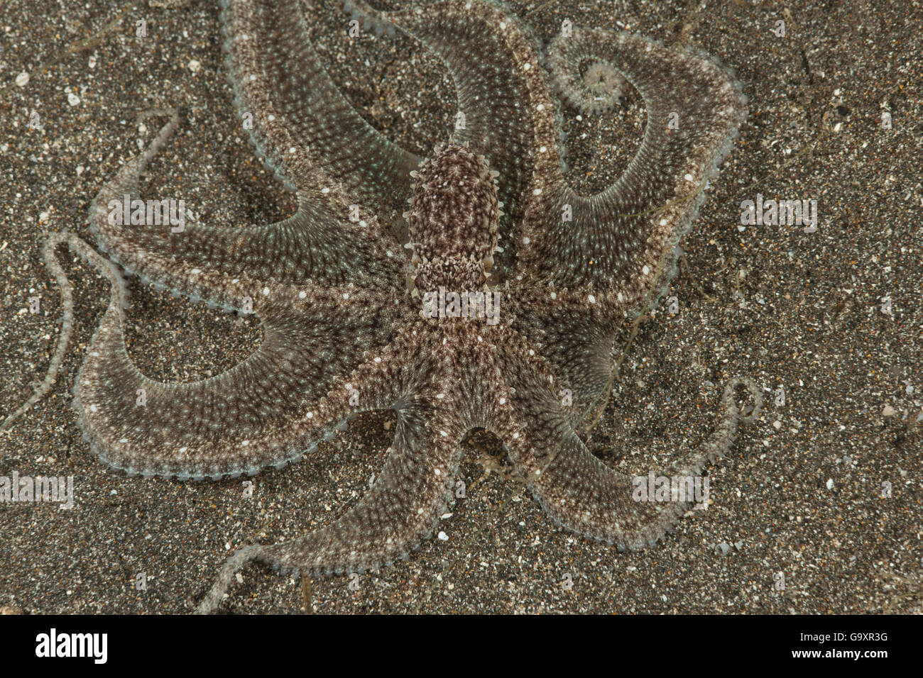 Longarm octopus octopus sp well hi-res stock photography and images - Alamy