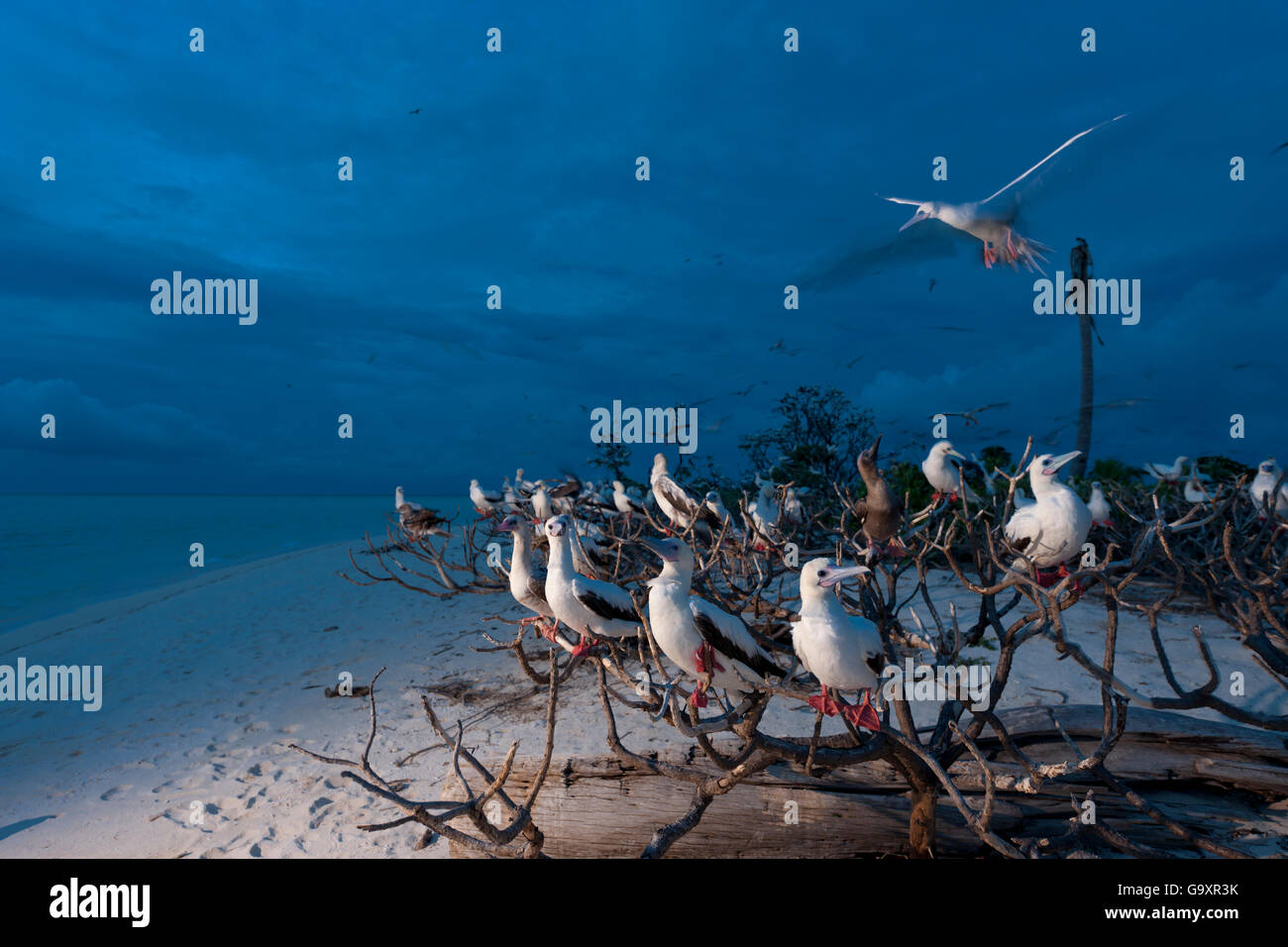 Red-footed boobies (Sula sula) group roosting at twilight, Bird Islet ...