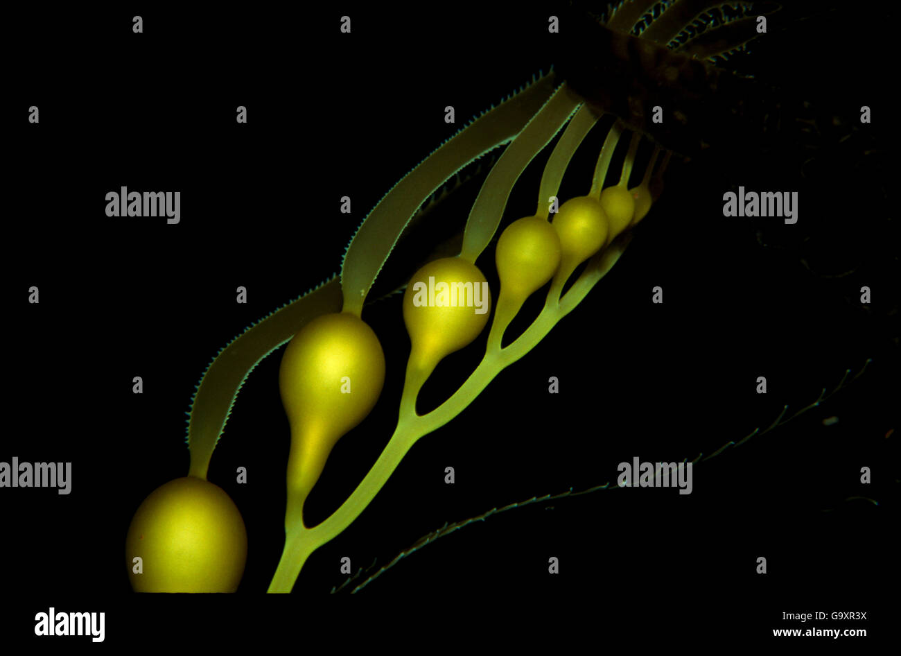 Detail of Giant kelp (Macrocystis pyrifera) gas-filled bladders ...