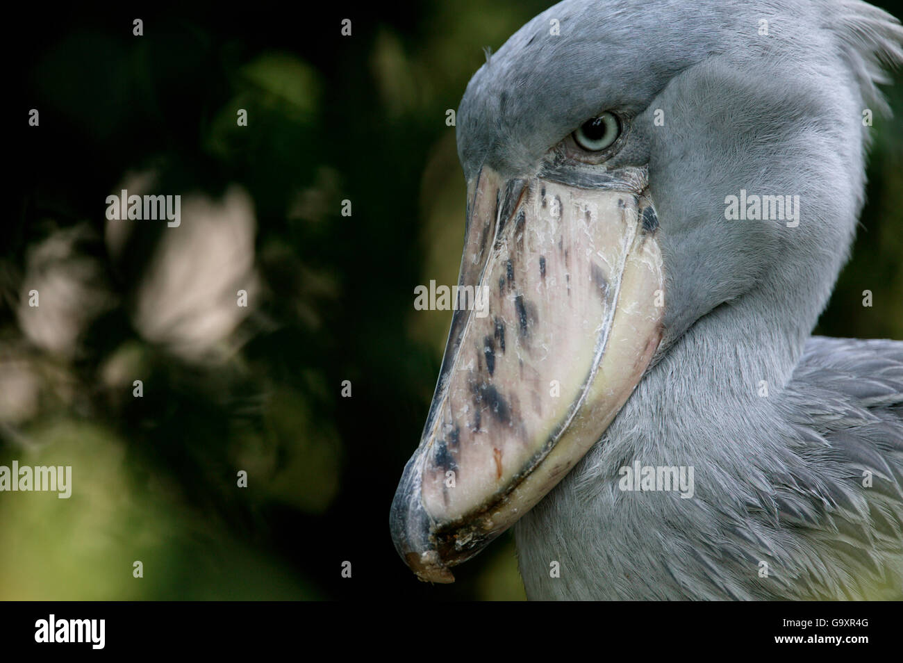 Shoebill (Balaeniceps rex) portrait, captive at Singapore Zoo. Occurs ...