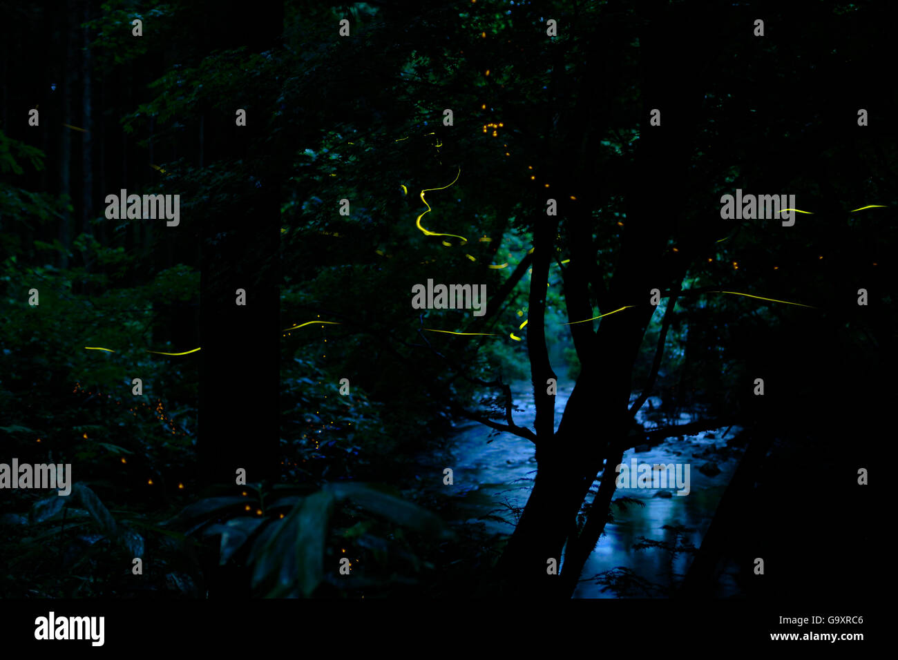 Behavioral Isolation Fireflies