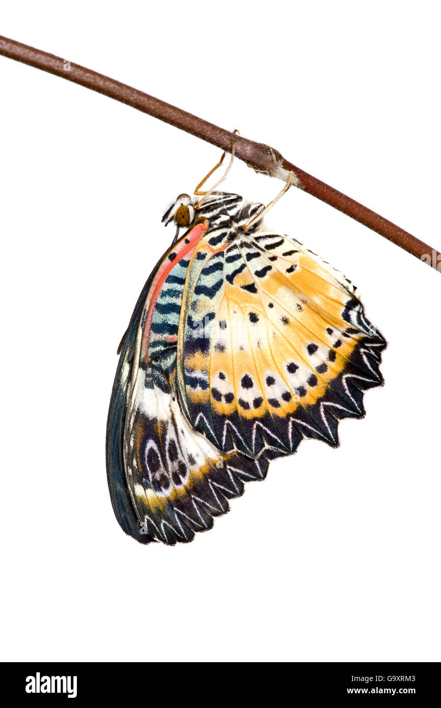 Leopard lacewing butterfly (Cethosia cyane) against white background ...