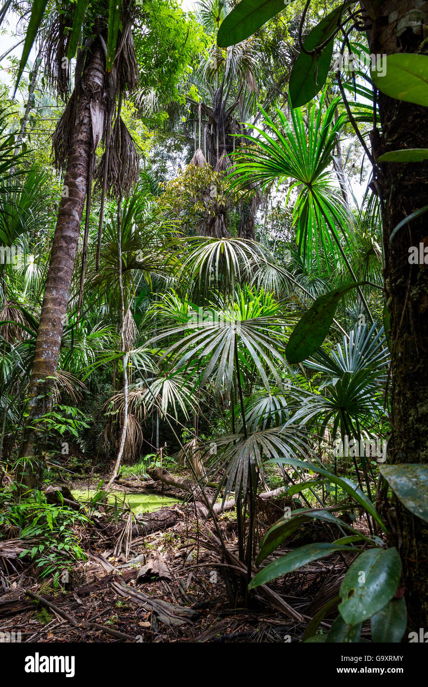 Lowland rainforest, Panguana Reserve, Huanuco province, Amazon basin ...