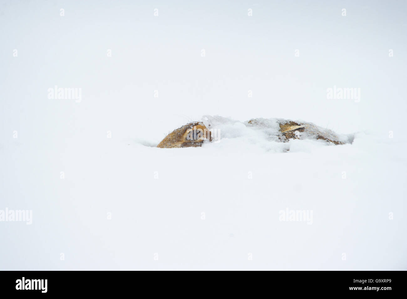Hare form hi-res stock photography and images - Alamy