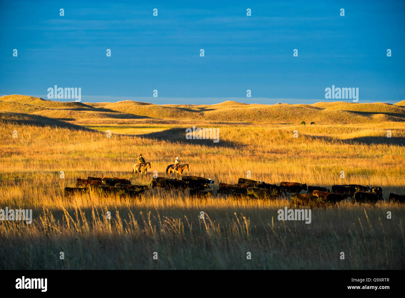 North american cattle ranches hi-res stock photography and images - Alamy