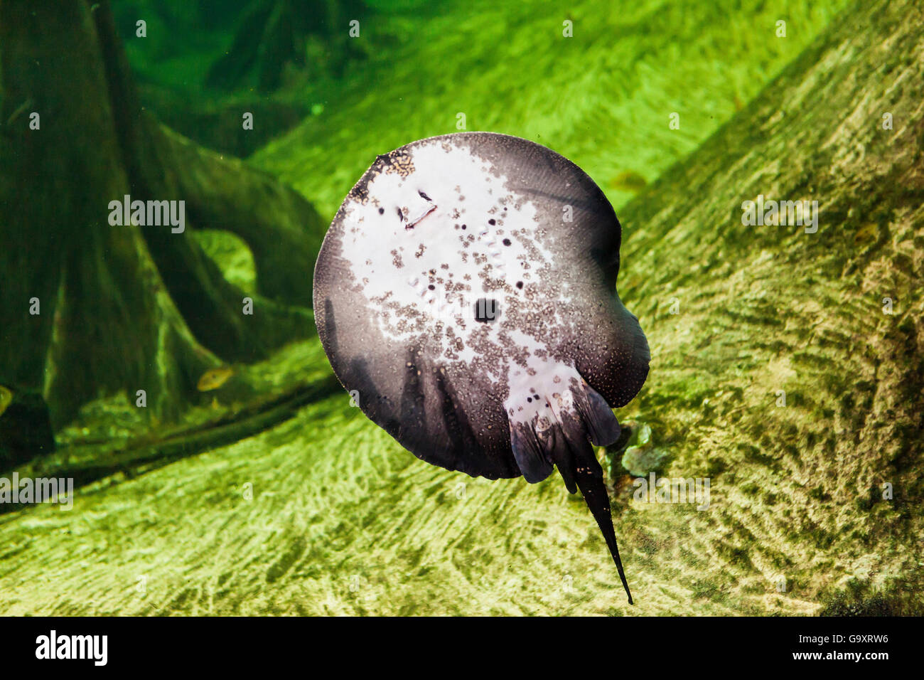 Smooth back river stingray (Potamotrygon orbignyi) view of underside, captive, occurs in Surinam ...