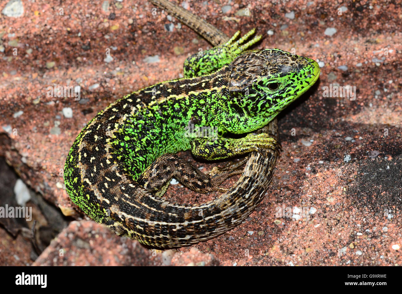 Sand lizard (Lacerta agilis) male basking. Dorset, England, UK, May ...