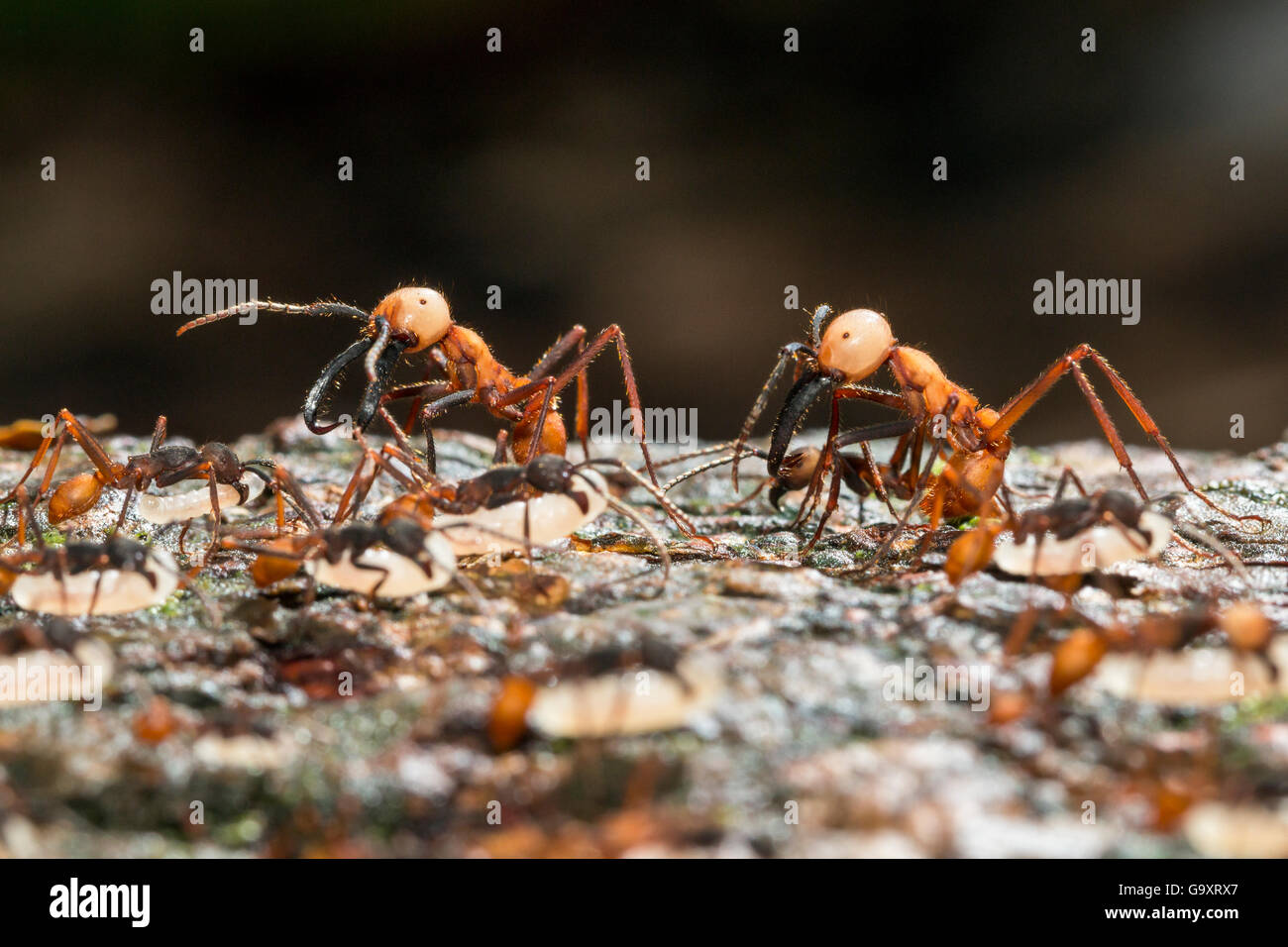 Army ants (Eciton burcellii) Panguana Reserve, Huanuco province, Amazon ...
