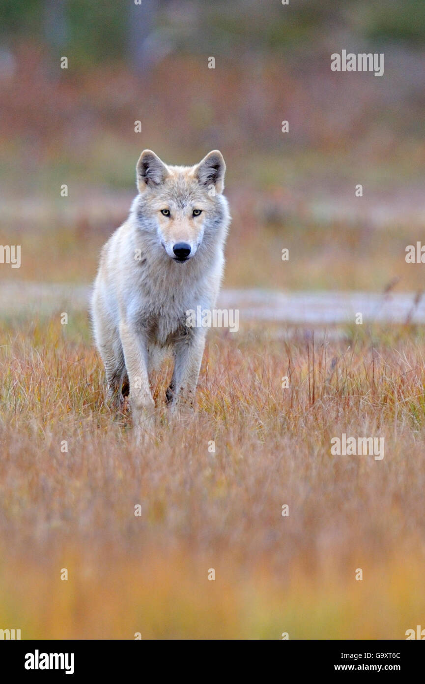 Grey wolf habitat europe hi-res stock photography and images - Alamy